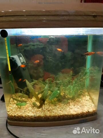 Аквариум