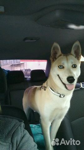 Сибирский хаски