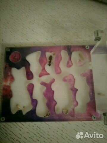 Матка муравья