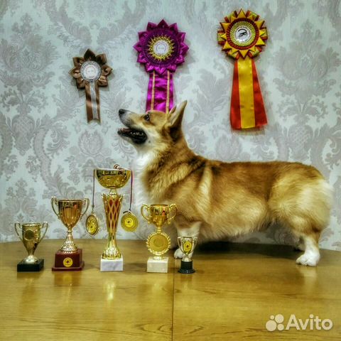 Вязка. Вельш Корги Пемброк