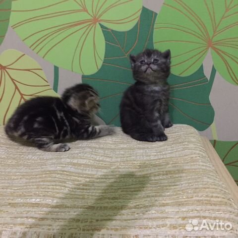 Чистокровные британцы