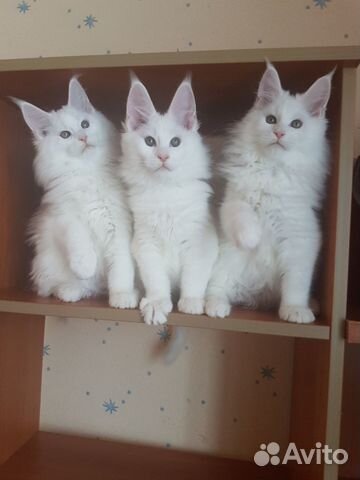 Три белых богатыря