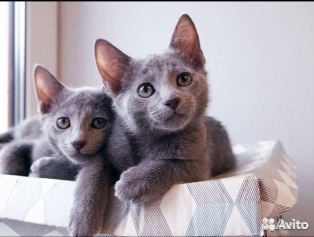 Котята породы Русская голубая/красивые и ласковые