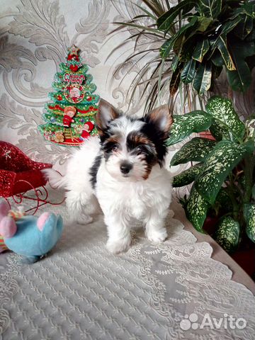 Шикарная девочка бивера