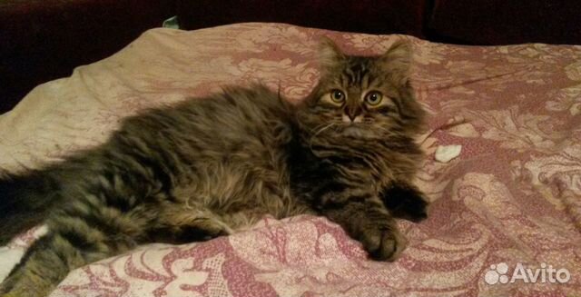 Продается сибирский котенок