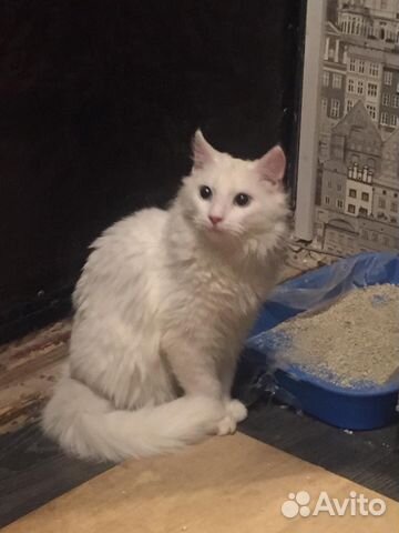 Чудесный белый кот