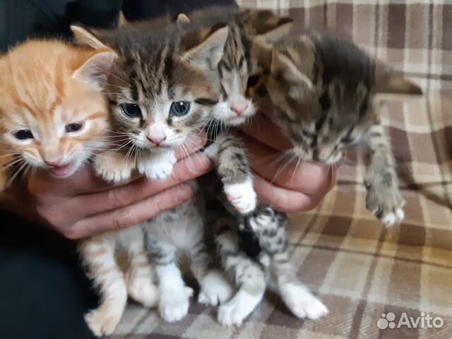Элитные помойные котята