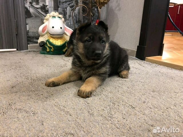 Немецкая овчарка
