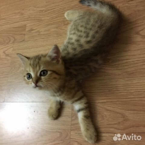 Пушистый, нежный подарочек Шотландские чистокровны