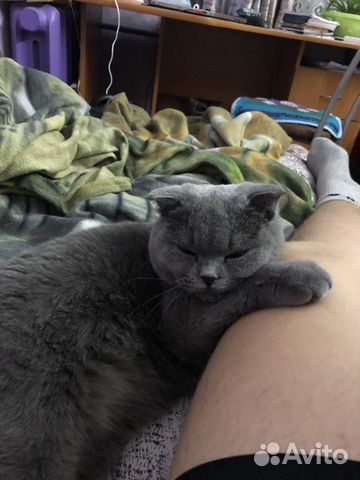 Британская вислоухая на случку