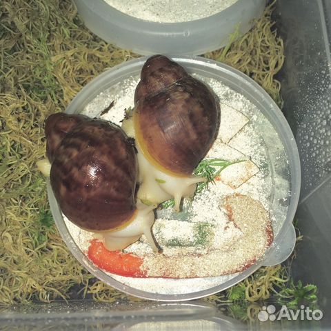 Улитки Архахатина Вентрикоза