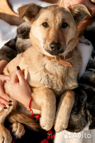Помесь с колли