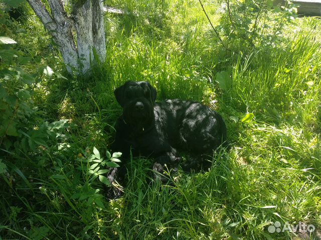 Вязка ризеншнауцер