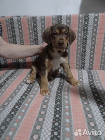 Метис Венгерской выжлы