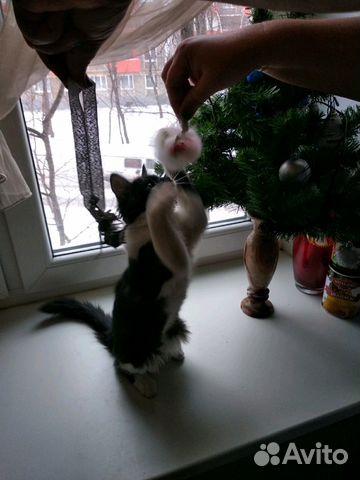 Подросший котенок