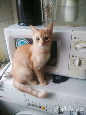 Кошечка 4 мес