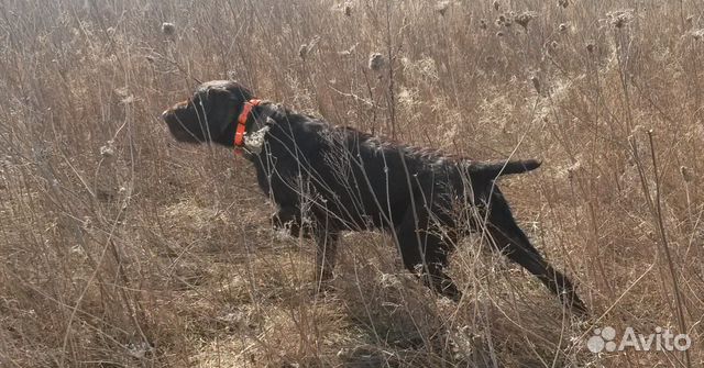 Щенки Дратхаара (Жесткошерстная легавая)