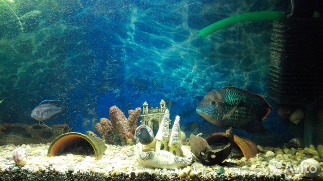 Псевдотрофеус Демасони