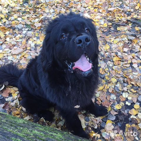 Ньюфаундленд