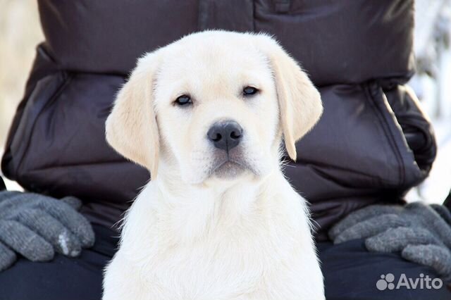 Лабрадор Белоснежный мальчик (Из Питомника )