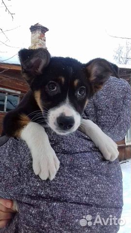 Басенджи метис