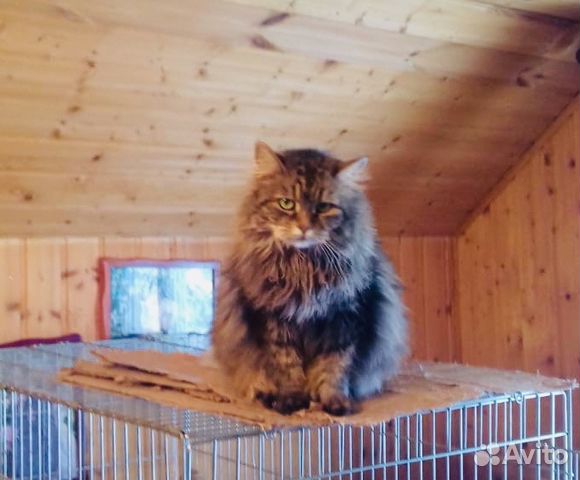 Отказная сибирячка