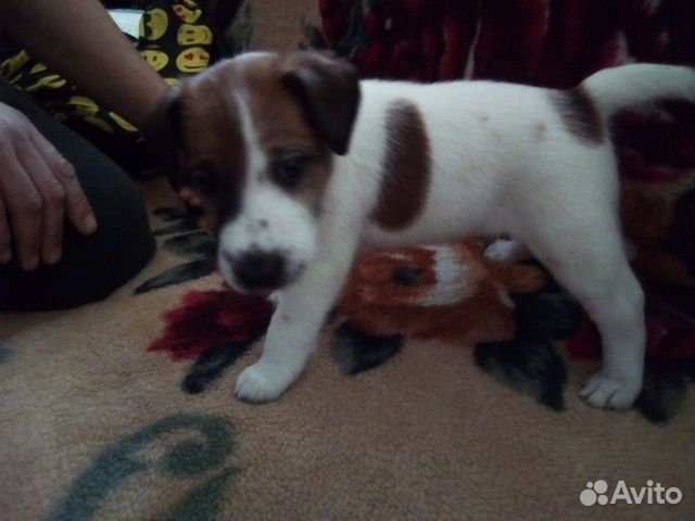 Гладкошёрстный фокстерьер