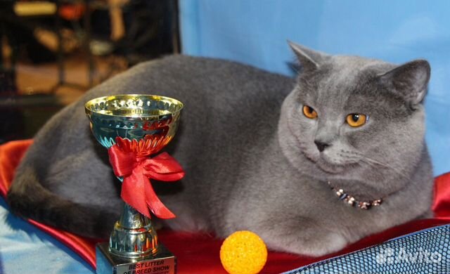 Вязка с Чемпионом