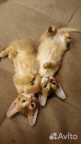 Абиссинские котята девочки