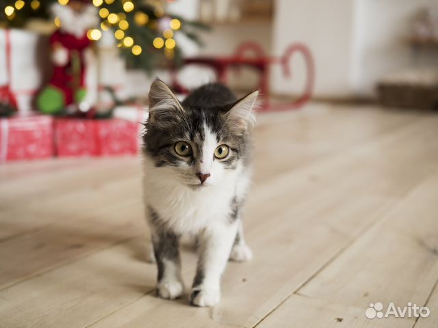 Котенок Кактус