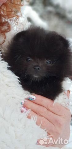 Померанский шпиц девоч и мальч