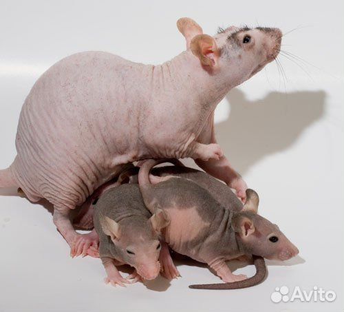 Лысые крысы (сфинксы)