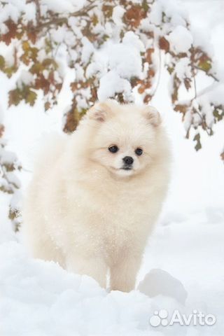 Улыбчивая малышка.питомник