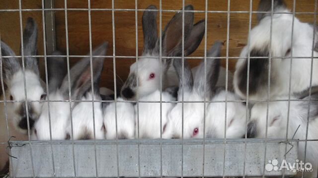 Крольчата