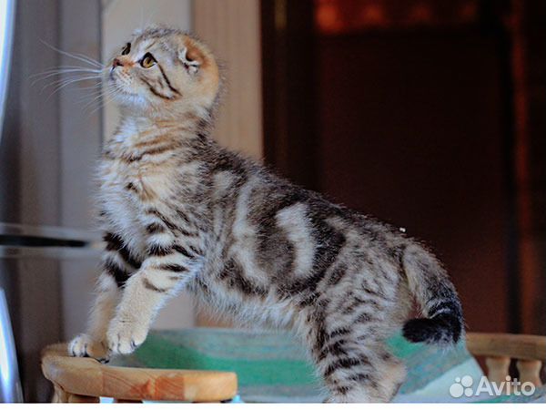 Чёрная мраморная кошечка скоттиш-фолд