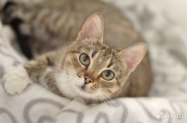 Кошка Ариша ищет дом