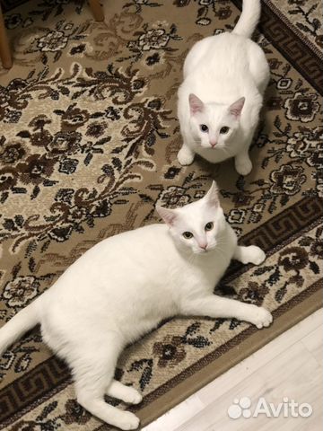 Као Мани (тайский королевский кот)