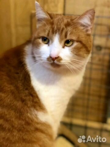 Кот в добрые руки