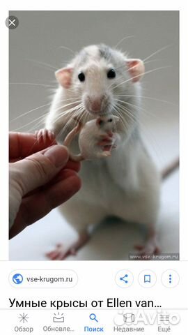 Отдам Крысеныша