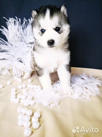 Мини хаски (помски)