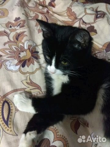 Няшный котик в надежные руки