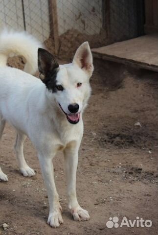 Белый Бим серое ухо