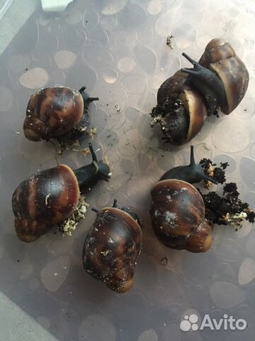 Улитка архахатина маргината маргината