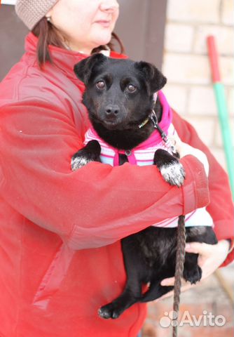 Пристраиваем маленькую собачку Жужу