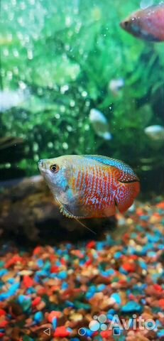 Аквариумая рыба - лялиус