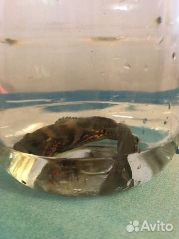 Остронотус