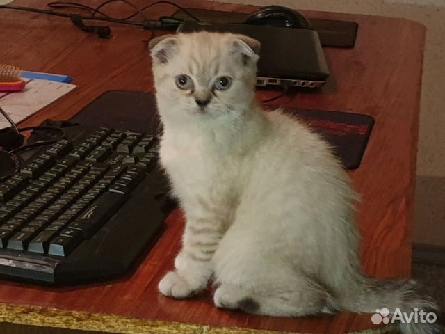 Шотландская