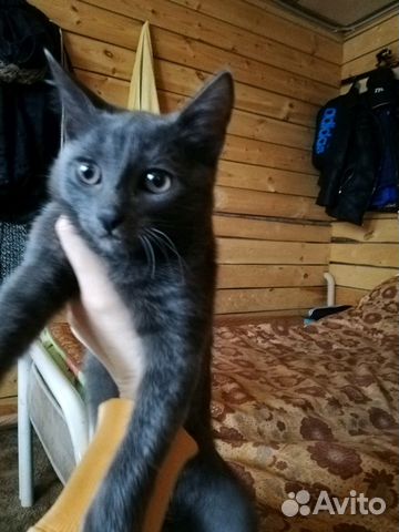 В добрые руки