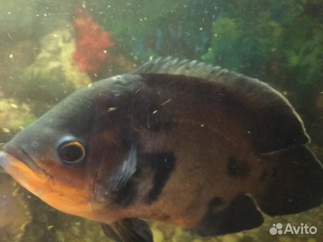 Астронотус (самка) 20 см продам
