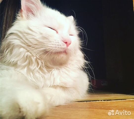 Турецкая ангора